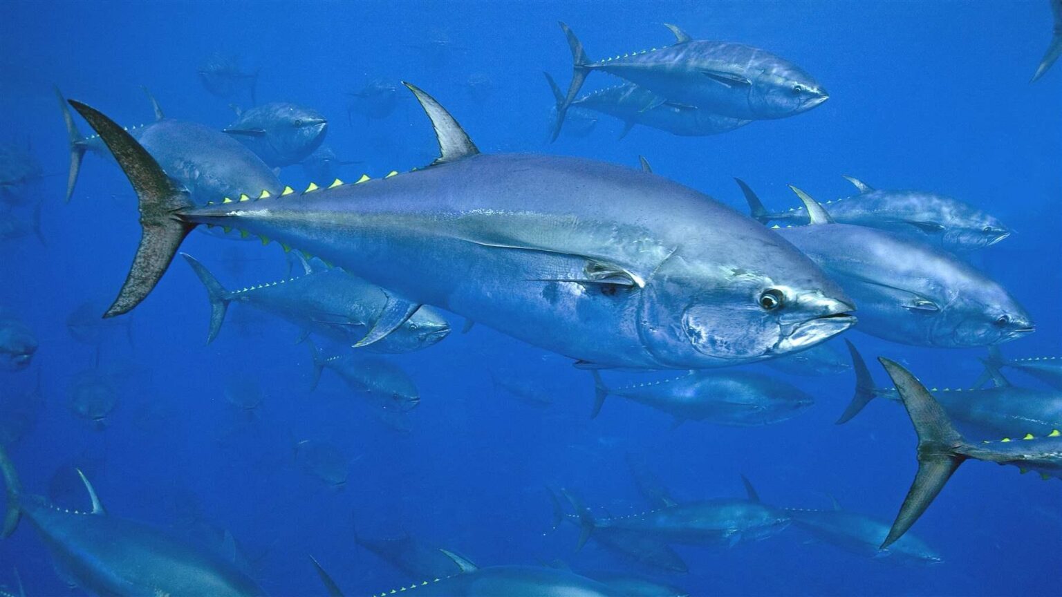 What Is The Fastest Aquatic Animal: Top 10 Ocean Speedsters!