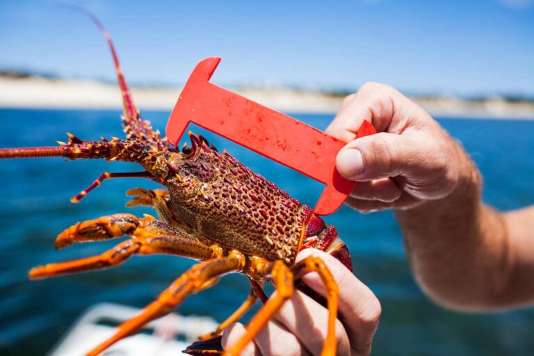 Lobster Fishing & Bully-Netting: The 2026 Florida Keys Guide