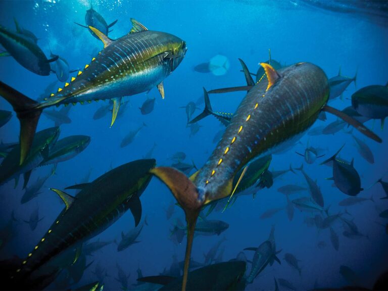 Bluefin Tuna Vs Yellowfin Tuna: 10 Facts You Didn't Know