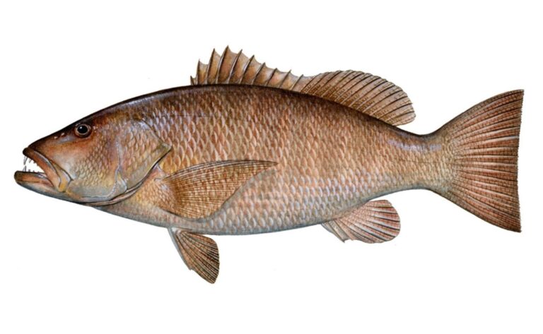 Types Of Snapper In Florida | Top 10 Florida Snapper Species