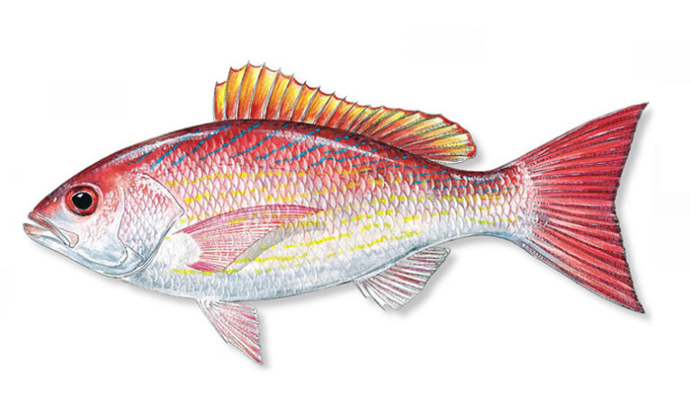 Types Of Snapper In Florida | Top 10 Florida Snapper Species