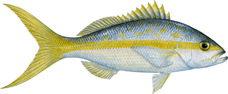 Types Of Snapper In Florida | Top 10 Florida Snapper Species