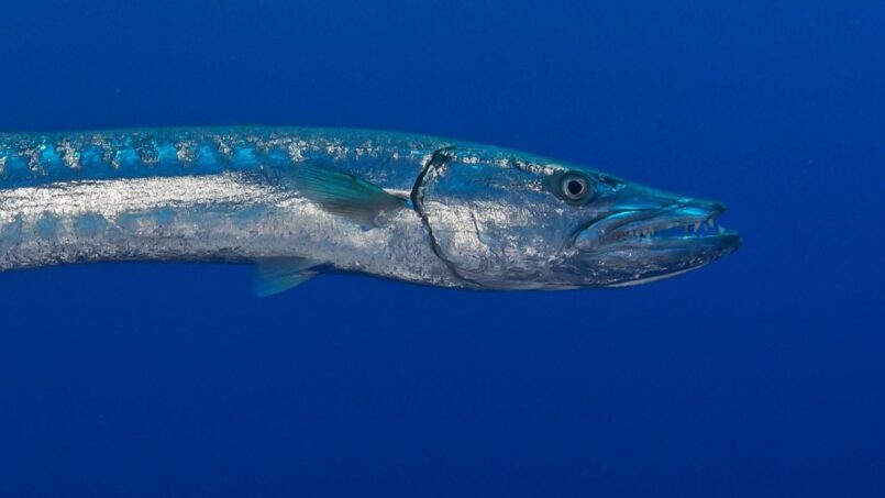 Do All Fish Have Teeth? Types Of Fish Teeth Explained