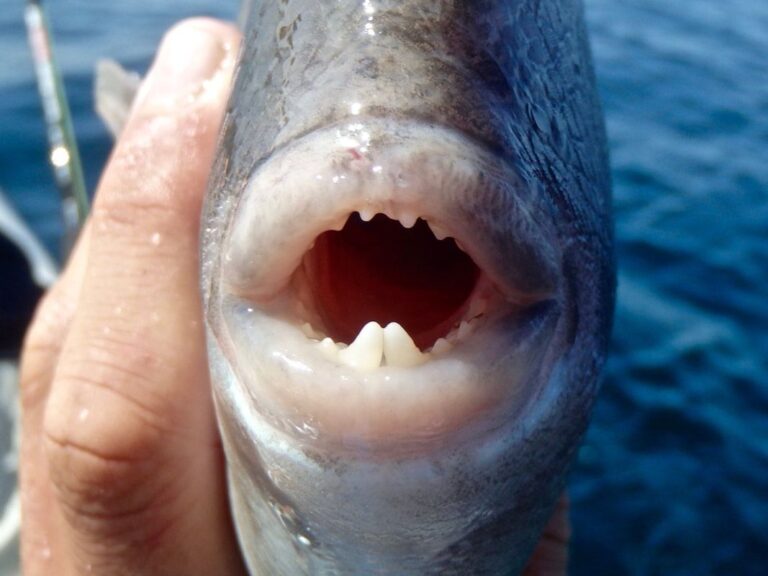 Do All Fish Have Teeth? Types Of Fish Teeth Explained