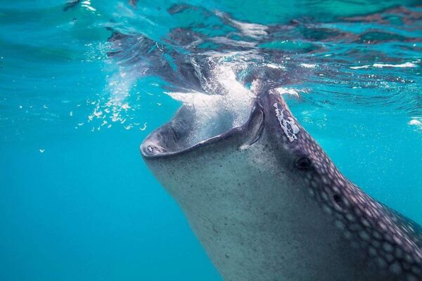 Do All Fish Have Teeth? Types Of Fish Teeth Explained