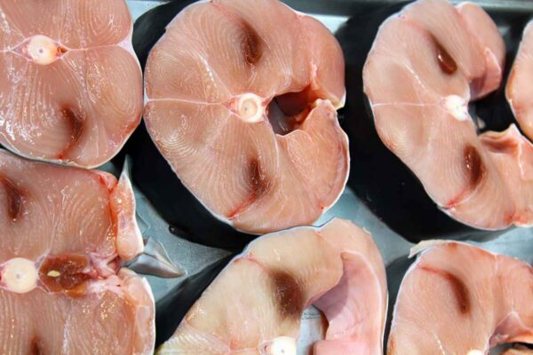 Can You Eat Shark? A Captain’s Perspective