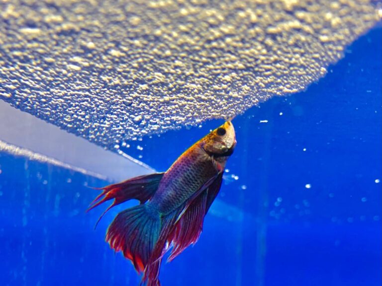 How Long Can Fish Go Without Eating? Here's The Answer