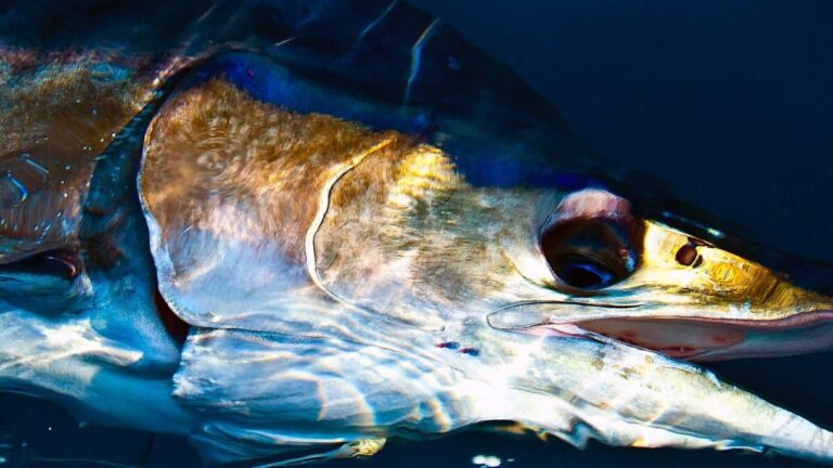 Can Fish See Water? The Truth About Fish Vision