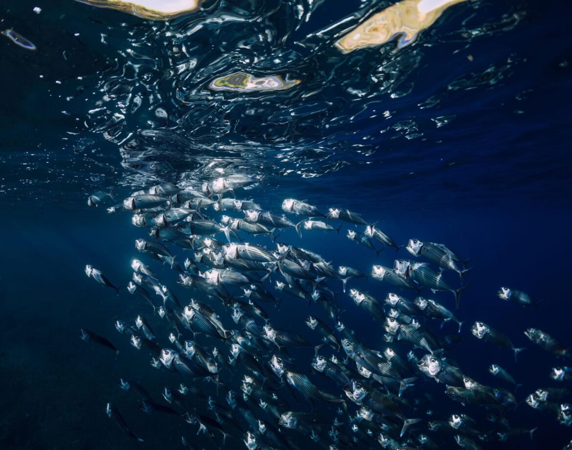 Can Fish See Water? The Truth About Fish Vision