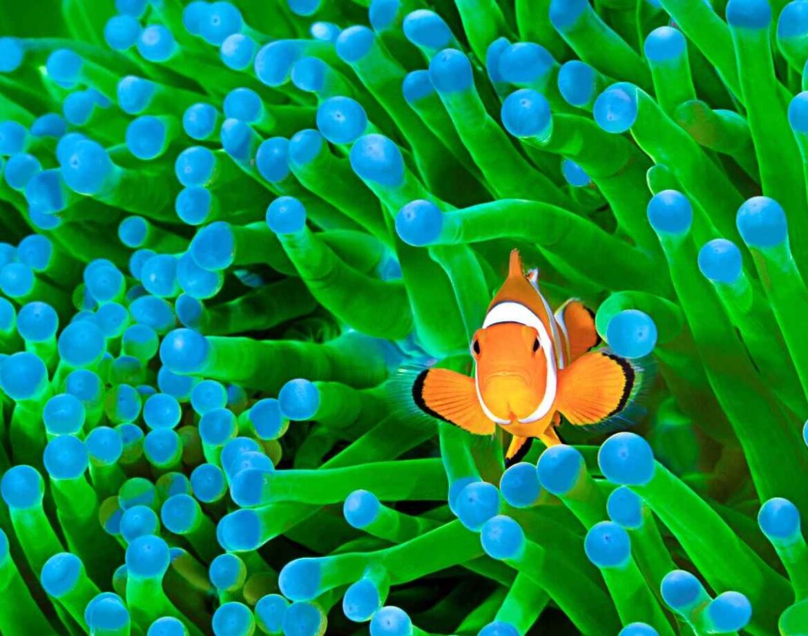 Coral Reef Fish: Types, Names, Facts & Ecosystem Guide