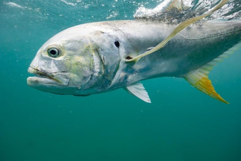 Do Fish Fart? Weird Fish Facts You Didn’t Know