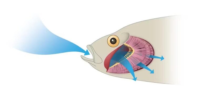 Do Fish Get Thirsty? What Most People Don’t Know