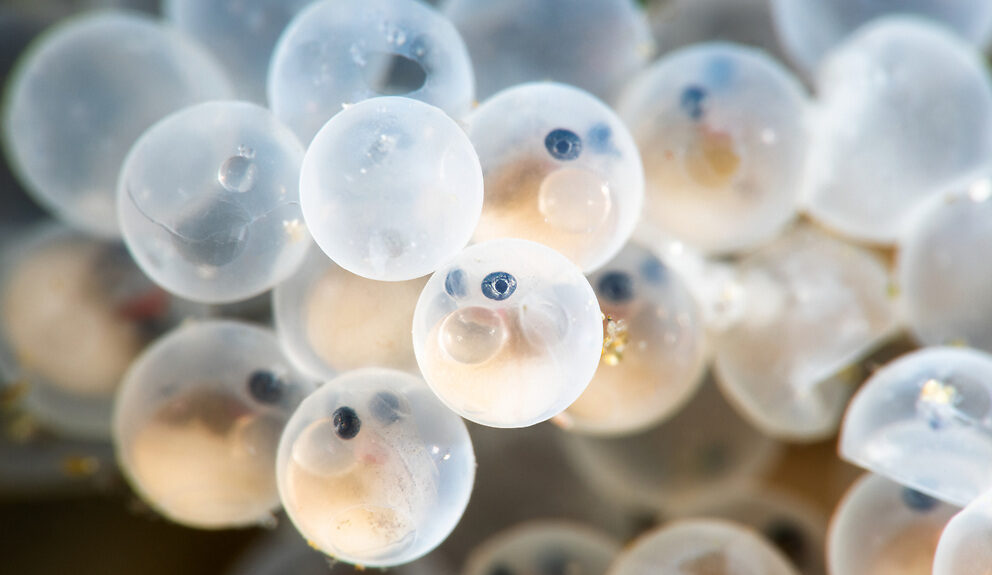 How Do Fish Mate? Reproduction Underwater Explained