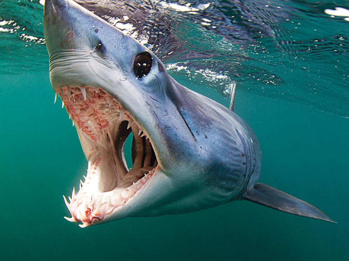 Fish That Eat People | Myths, Facts & Deadly Attacks