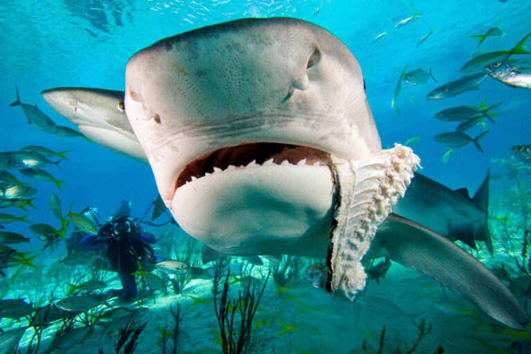 Fish That Eat People | Myths, Facts & Deadly Attacks