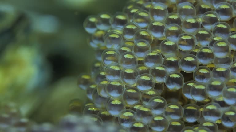 How Do Fish Mate? Reproduction Underwater Explained