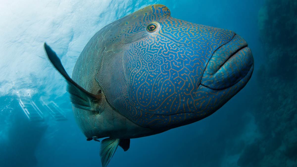 Do Fish Fart? Weird Fish Facts You Didn’t Know