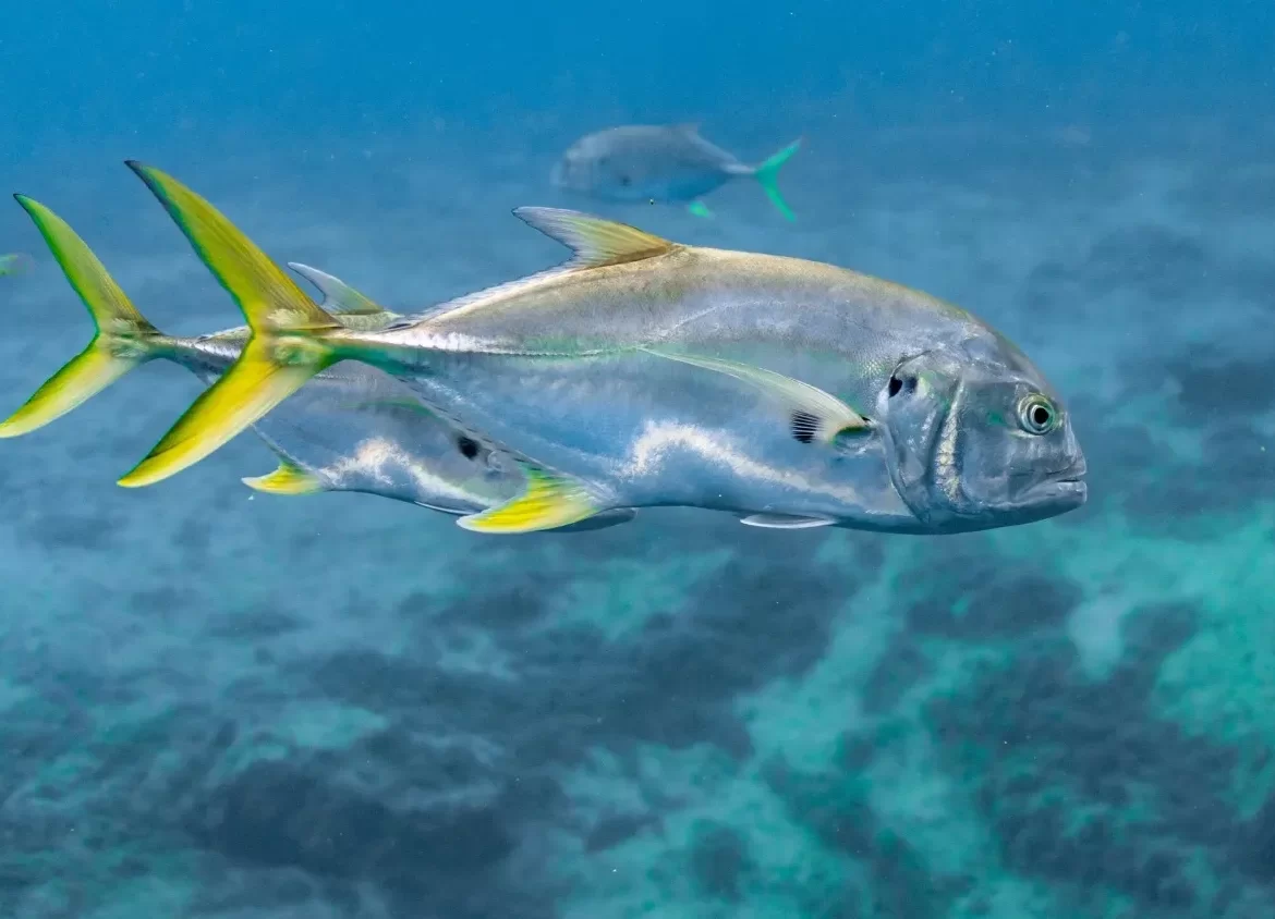 How Long Can Fish Go Without Eating? Here's The Answer