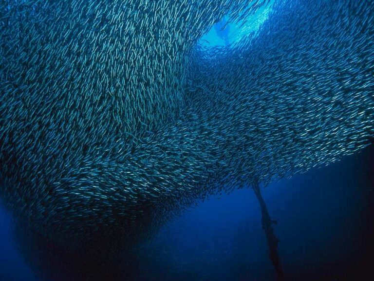 How Many Fish Are In The Ocean?
